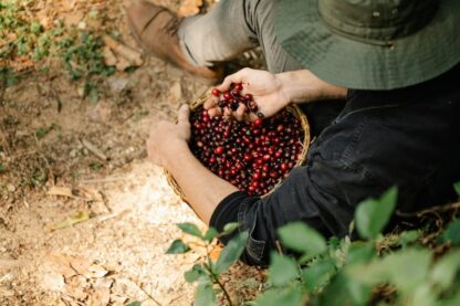 How to harvest coffee: Methods with precision and care – White Elk Coffee